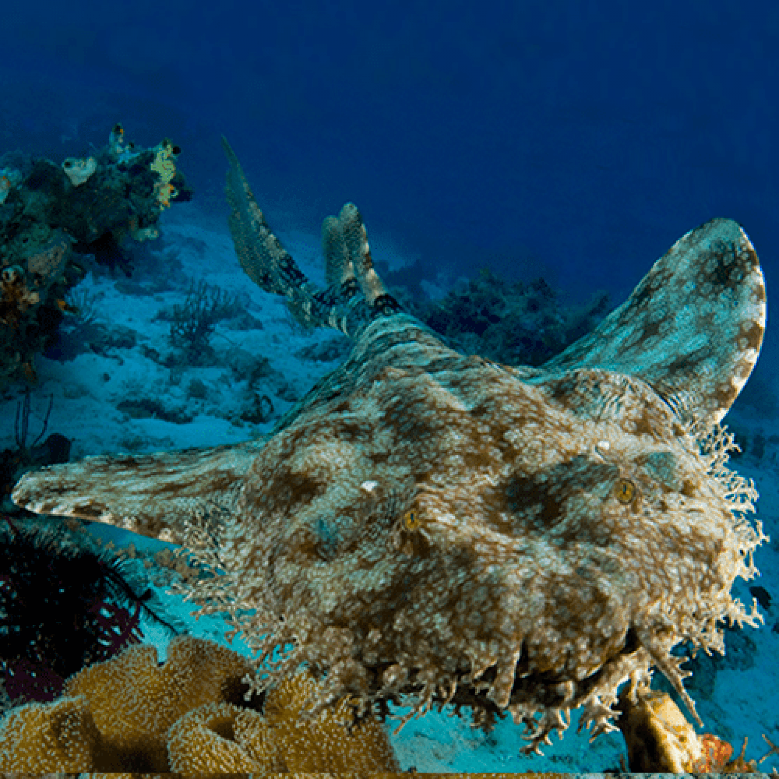 Séjour plongée à Madagascar - Nosy Be (Nost Lodge) | H2O Voyage