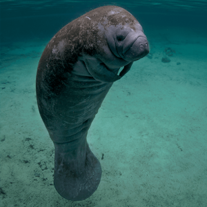 Voyages plongée sous-marine | H2O Voyage