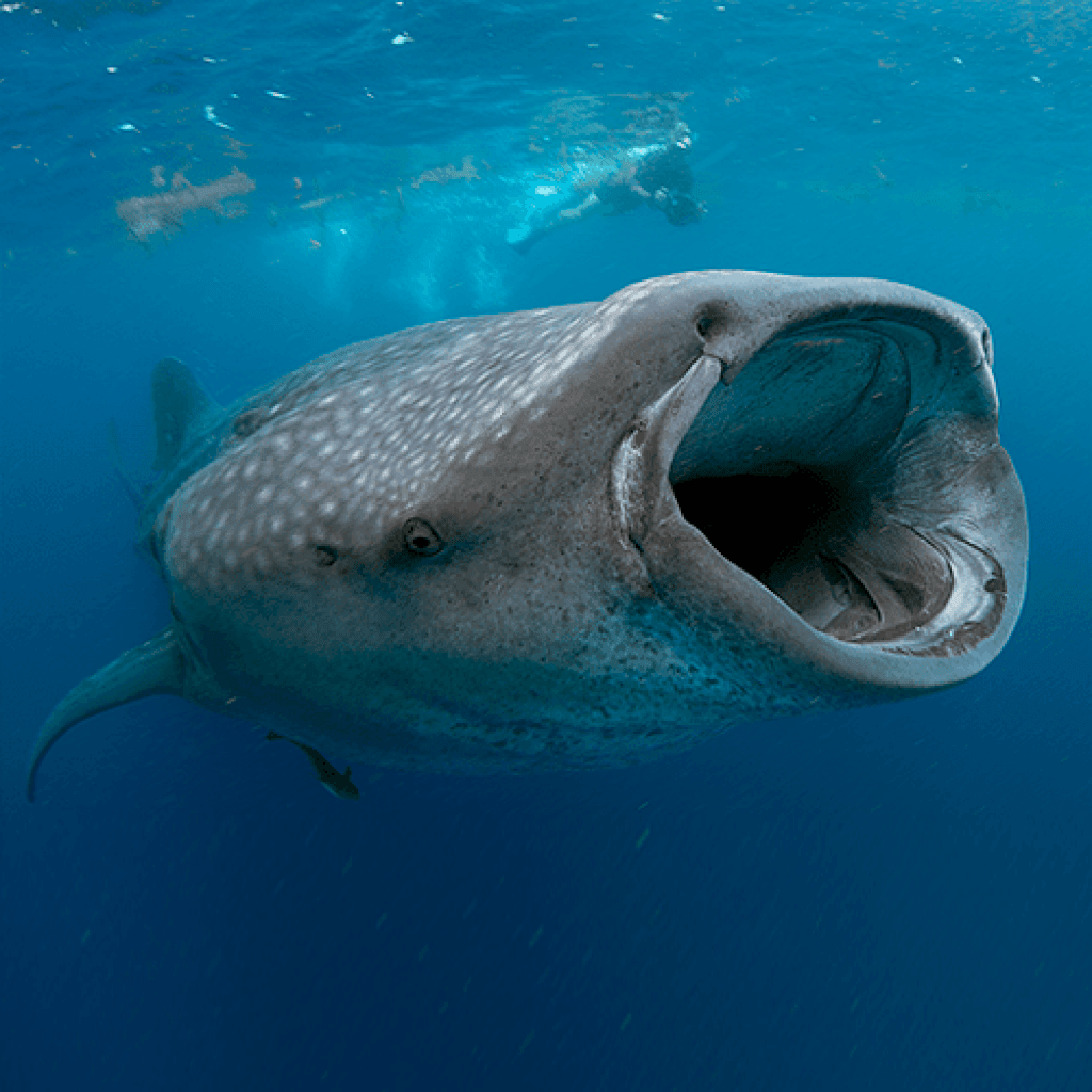 Indonésie Séjour Bali Candidasa – H2O Voyage – A la rencontre de l ...