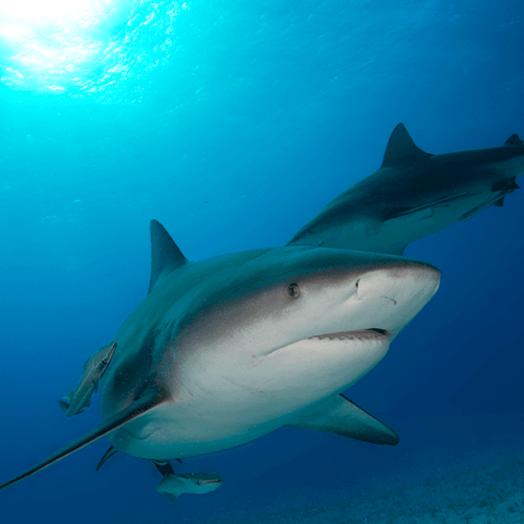 Indonésie Séjour Bali Candidasa – H2O Voyage – A la rencontre de l ...