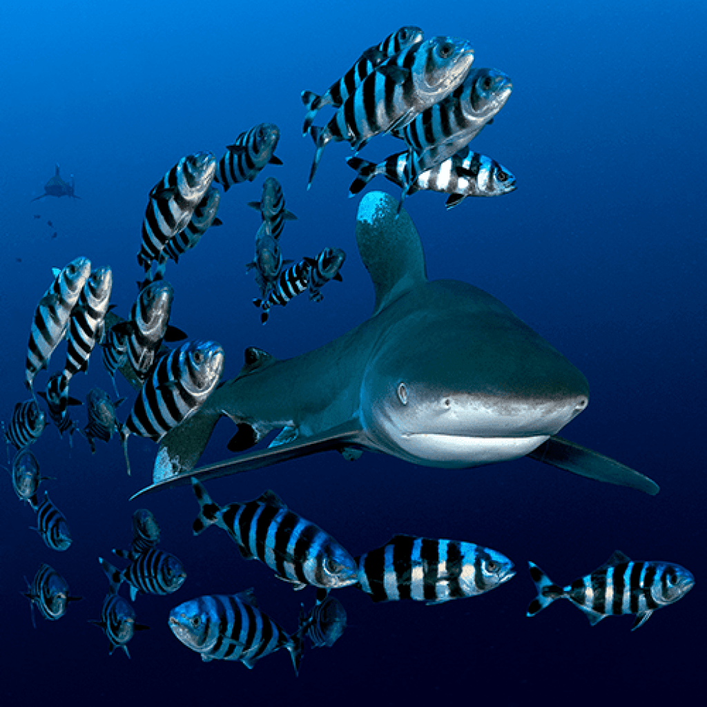 Indonésie Séjour Bali Candidasa – H2O Voyage – A la rencontre de l ...