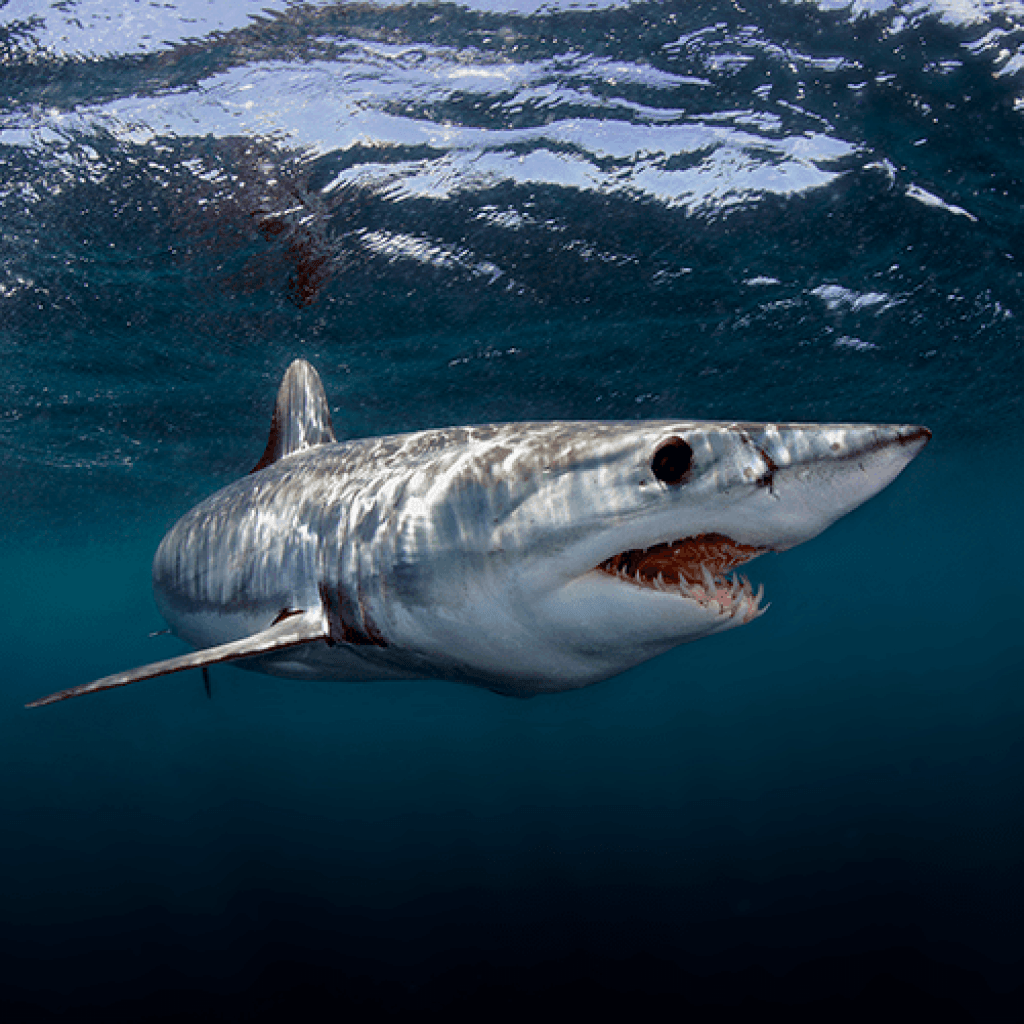 Indonésie Séjour Bali Candidasa – H2O Voyage – A la rencontre de l ...