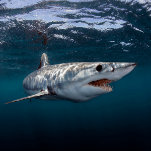 Egypte – Croisière Sud Sea Base – H2O Voyage – A la rencontre de l ...