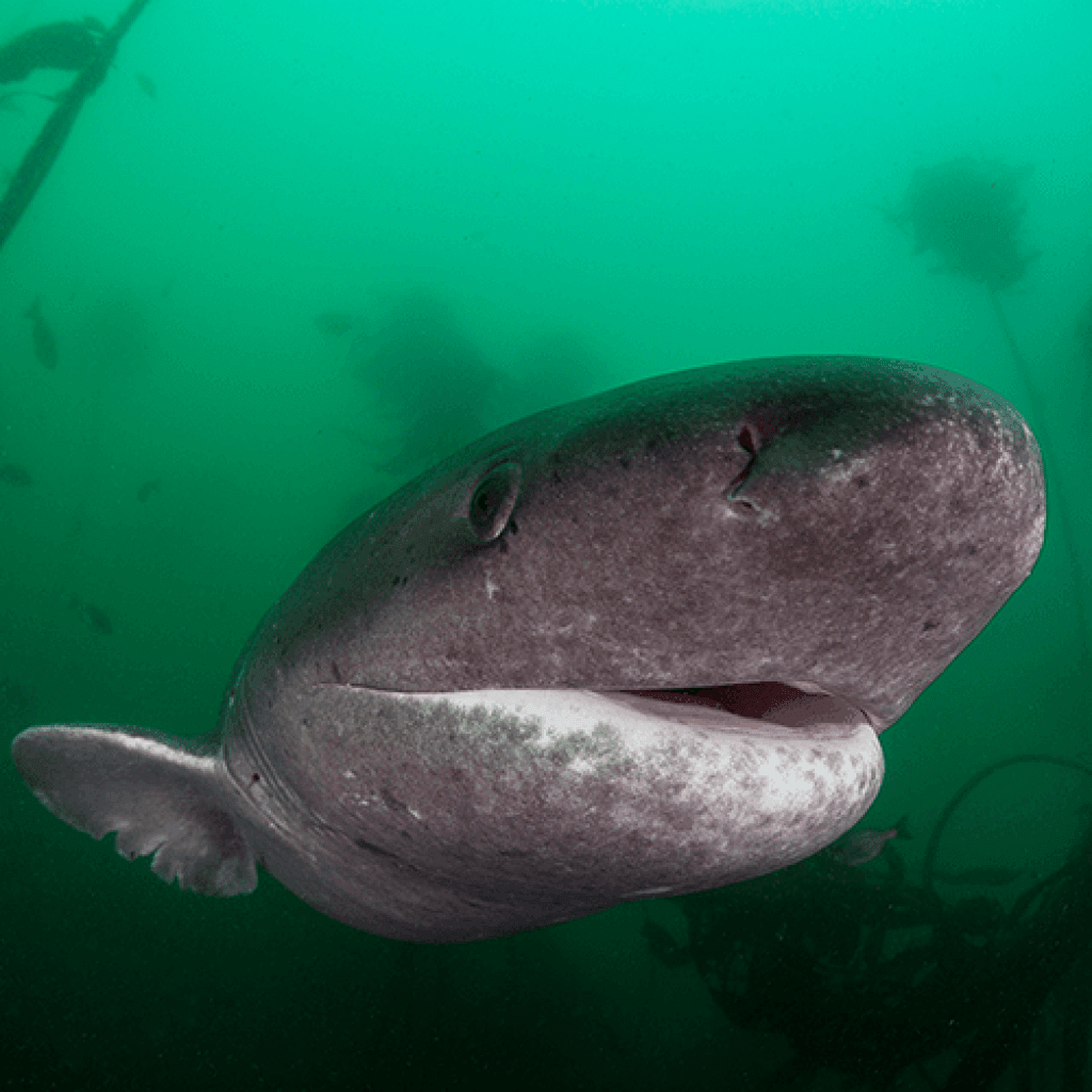 Séjour plongée à Madagascar - Nosy Be (Nost Lodge) | H2O Voyage