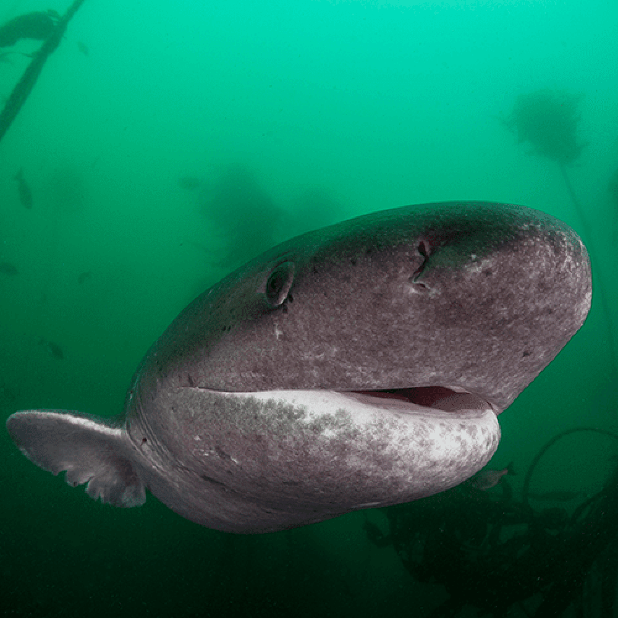 Séjour plongée à Madagascar - Nosy Be (Nost Lodge) | H2O Voyage