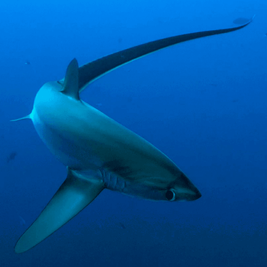 Indonésie Séjour Bali Candidasa – H2O Voyage – A la rencontre de l ...