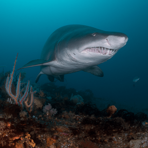 Egypte – Croisière Sud Sea Base – H2O Voyage – A la rencontre de l ...
