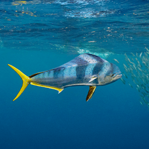 Voyages plongée sous-marine | H2O Voyage