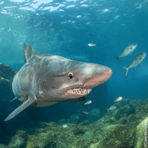 Egypte – Croisière Sud Sea Base – H2O Voyage – A la rencontre de l ...